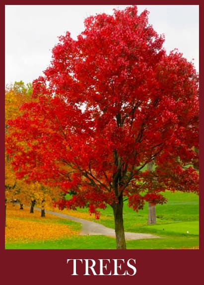 Native Wildflowers Nursery | Native Online Plant Nursery